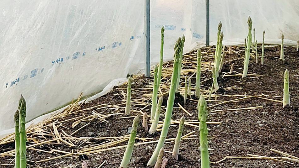 本当においしいアスパラガスのために、探究心は尽きない。 | SAGAPIN