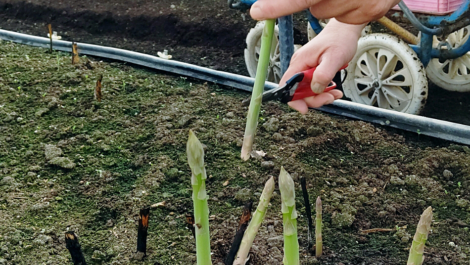 本当においしいアスパラガスのために、探究心は尽きない。 | SAGAPIN